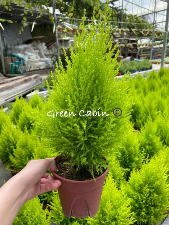 Gold Crest Lemon Cypress Pokok Rhu 香松 Cameron Highlands [Potted Live ...