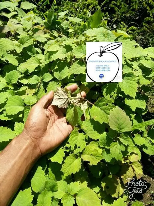 BIBIT NILAM atau DILEM | Lazada Indonesia