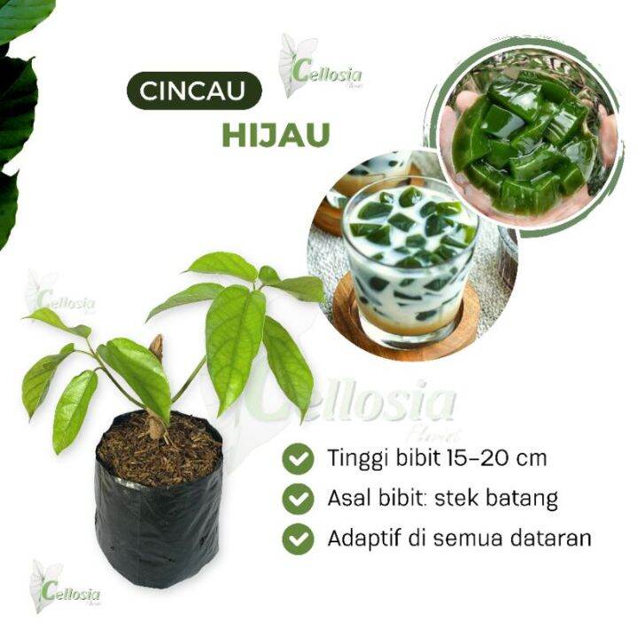 Bibit Tanaman Cincau Pohon / Cincau Hijau | Lazada Indonesia
