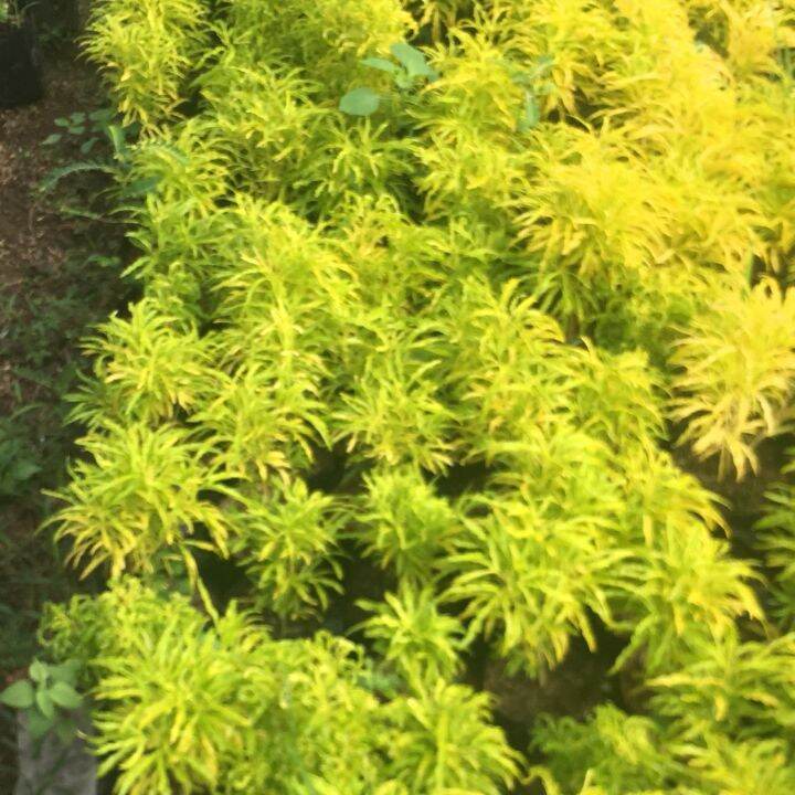 10paket tanaman brokoli kuning | Lazada Indonesia