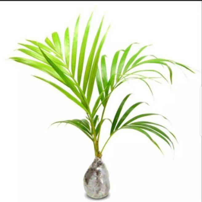 tanaman hias palm kuning / pohon palm kuning murah | Lazada Indonesia
