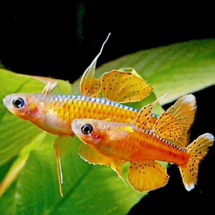 [DOA] Red Neon Rainbow/ Blue Eye Rainbow Fish/ Pseudomugil luminatus ...