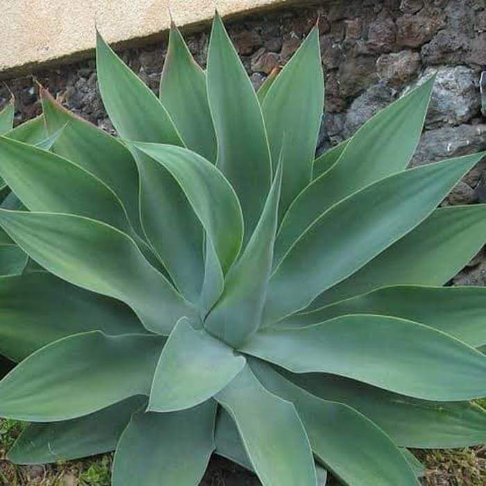 Tanaman agave attenuata / siklok / attenuata | Lazada Indonesia