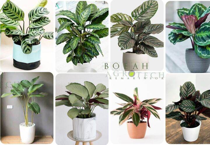 Tanaman Hias Bunga Calathea Rimbun Bisa Pilih Berbagai Jenis | Lazada ...