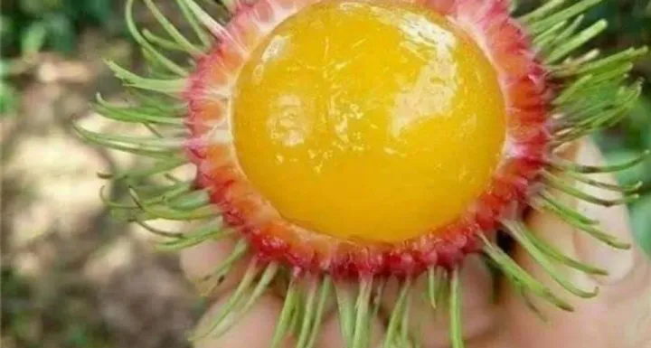 POKOK RAMBUTAN ISI KUNING RARE (1 POKOK) | Lazada