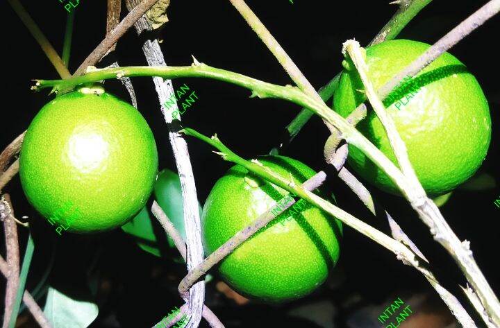 OWN FARM SEEDLESS Calamansi Plant Pokok Limau Kasturi/ Limau Nipis TANPA BIJI(Citrus microcarpa ...