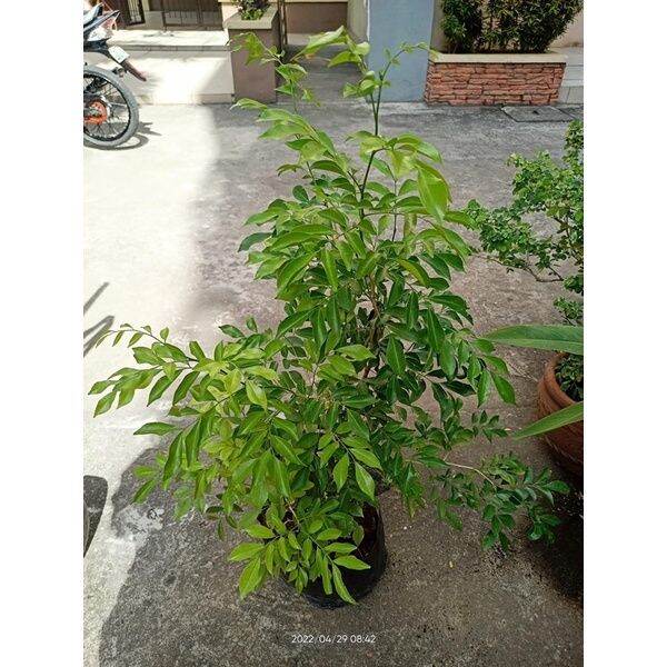 Wu:Orange Jasmine/ Kamuning Perfume Plant or Murraya paniculata Plants ...