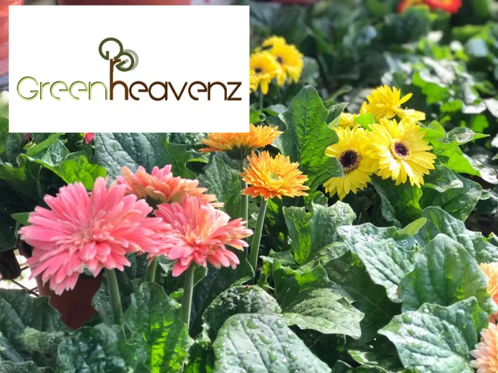 Live Plant Daisy Flower Gerbera Plant Pokok Bunga Daisi 50 Seeds (Not a ...