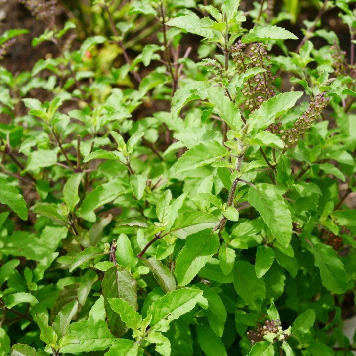 [TO KLANG VALLEY ONLY] Tulsi Kemangi Hijau / Green Holy Basil (Ocimum ...