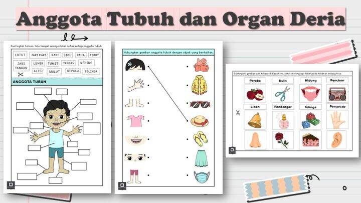 [PRE198] 11 pages Anggota Tubuh dan Organ Deria Worksheet for Pre ...