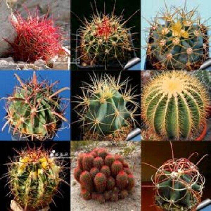 Colorful Heart 50 Pcs/Pack Cactus Seeds DIY Bonsai Flower Seeds Benih ...