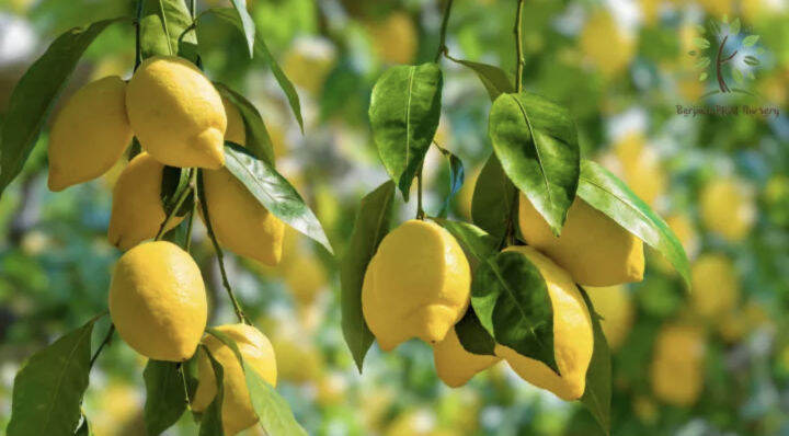 Berjaya Plant Nursery - Pokok Lemon Australia Hybrid/Limau Kuning(Pokok ...