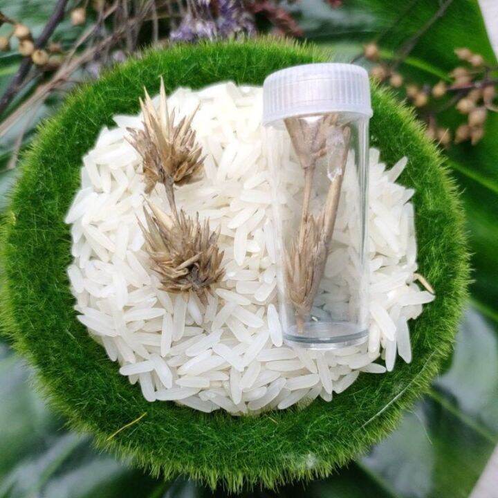 BUNGA BULUH PERINNDU ASLI TERHAD | Lazada