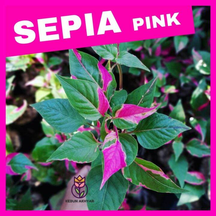 Sepia Pink Tanaman Hias Party Time Tanaman Hias Cantik | Lazada Indonesia