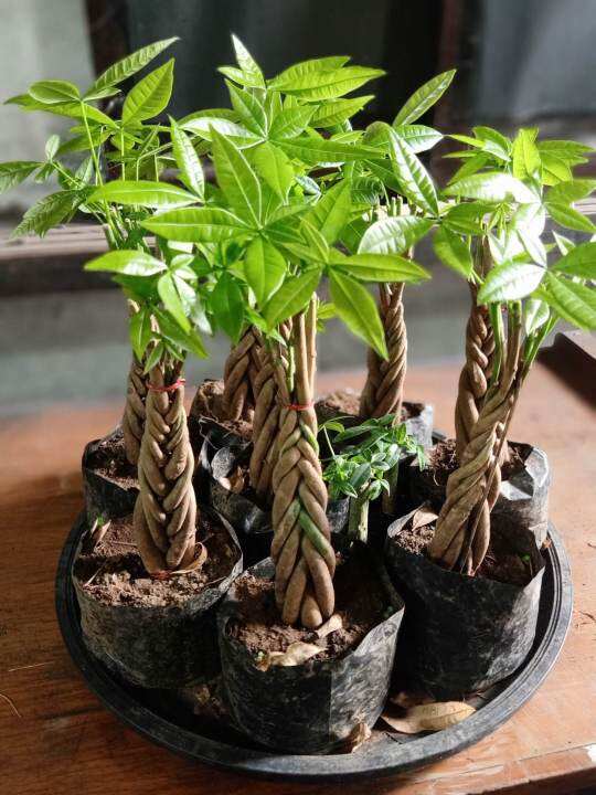 Pachira Aquatica / Braided Money tree / LUCKY Tree plant. Indoor or ...