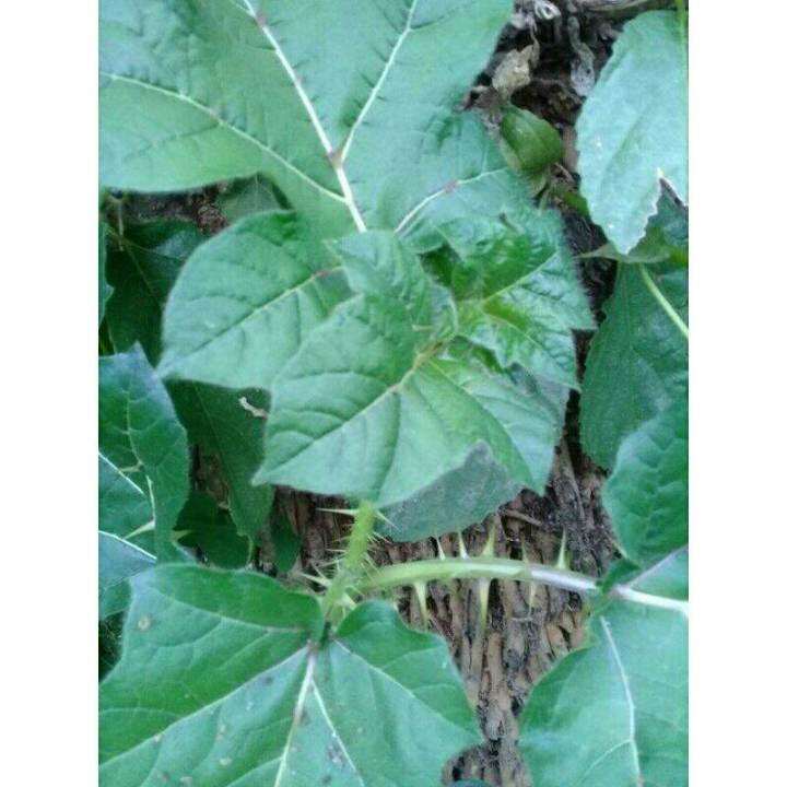 Daun terong pari atau terong duri hutan segar 300gram | Lazada Indonesia