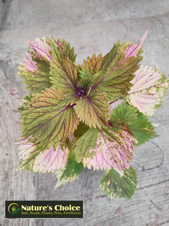 Rare Mayana Coleus Scallop (1 stem) with FREE garden soil, plastic pot ...