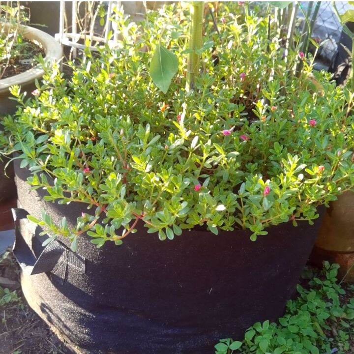 Large Nonwoven Planting Bag 30 or 50 Gallon Pasu Fabrik Fabric Planter ...