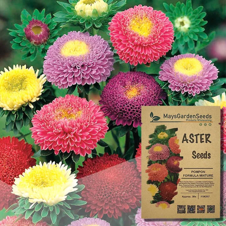 Aster Pompon Formula Mixture Seeds, Callistephus Chinensis Seeds ...