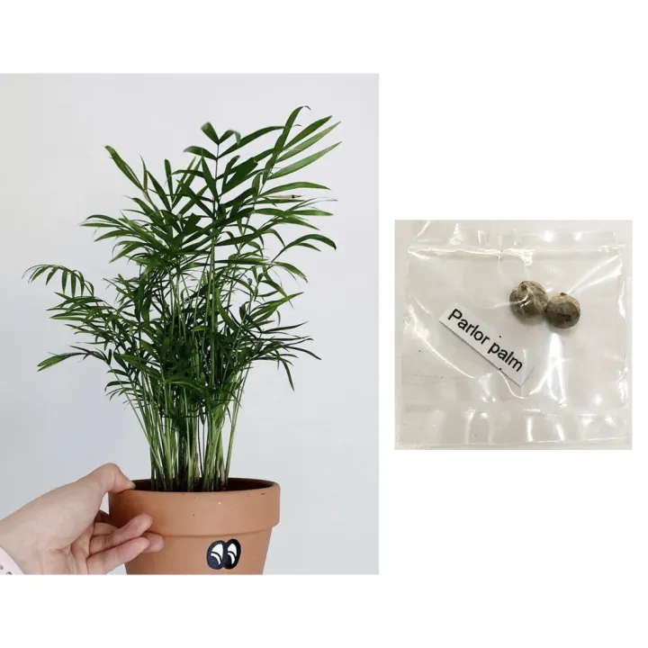 parlor palm tree seeds | Lazada PH