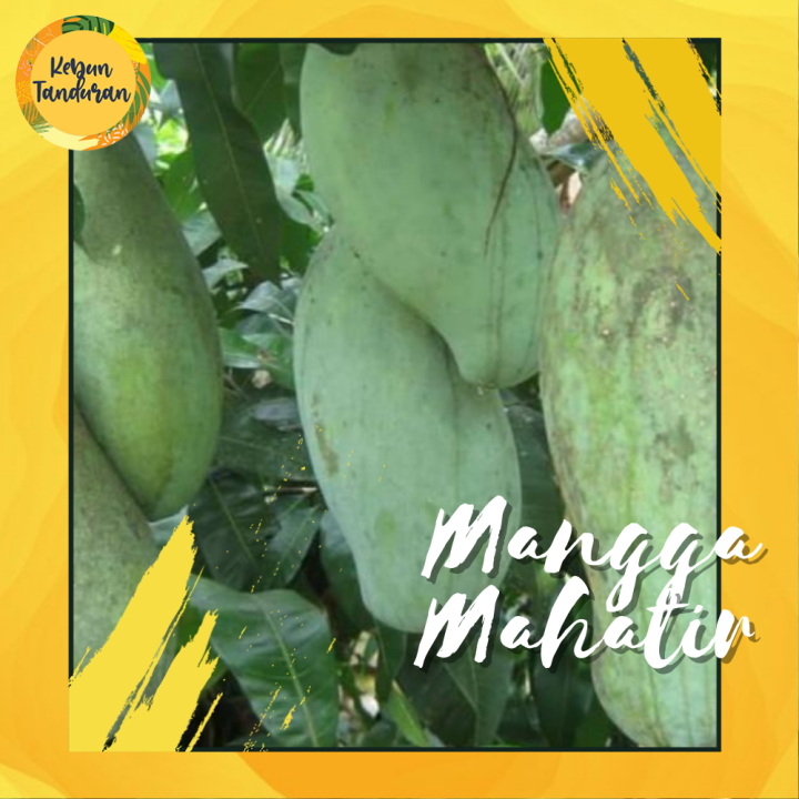Bibit Buah Mangga Mahatir Mangga Jumbo Pohon Mangga Mahatir Asli | Lazada Indonesia