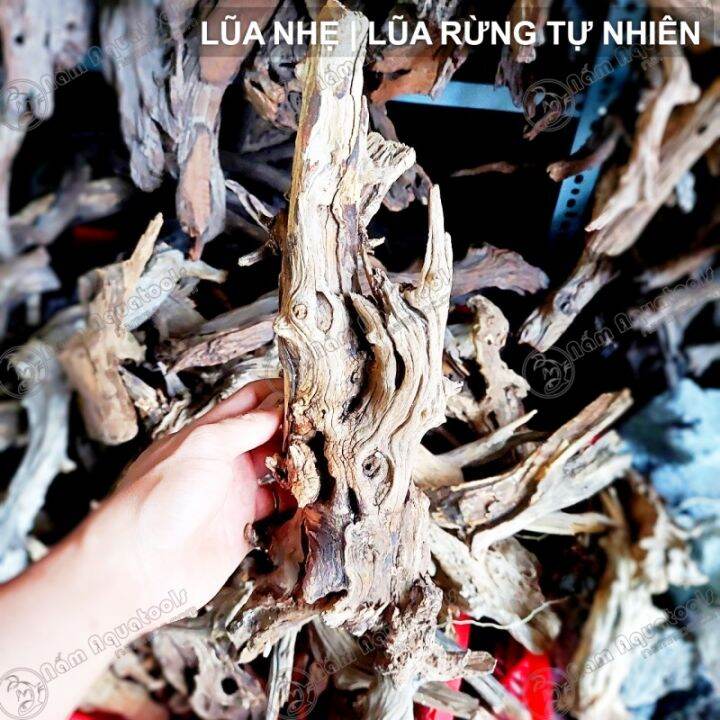 Lũa Nhẹ - Dòng Lũa Rừng Tự Nhiên | Lũa Chuyên Setup Bể Cá Thuỷ Sinh ...