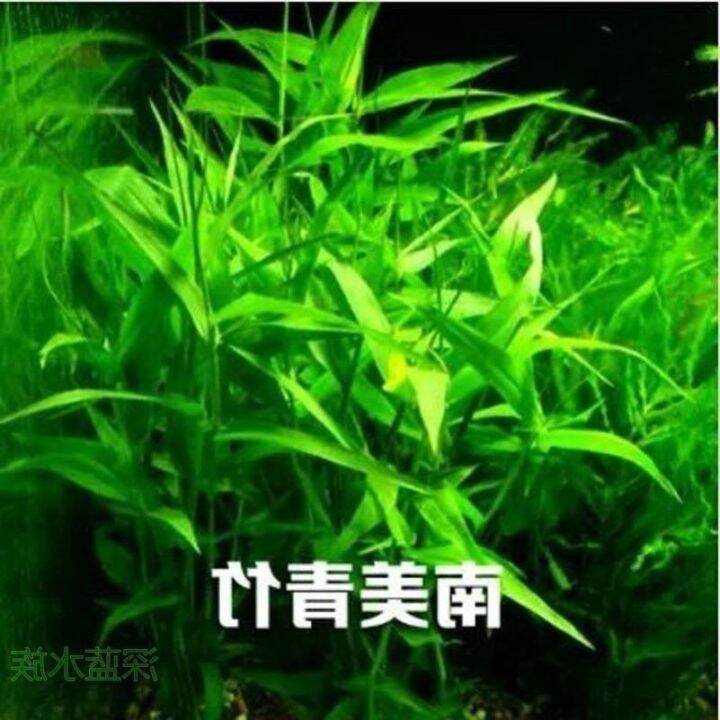 [COD] bamboo section real water grass fish tank guppies crayfish ...