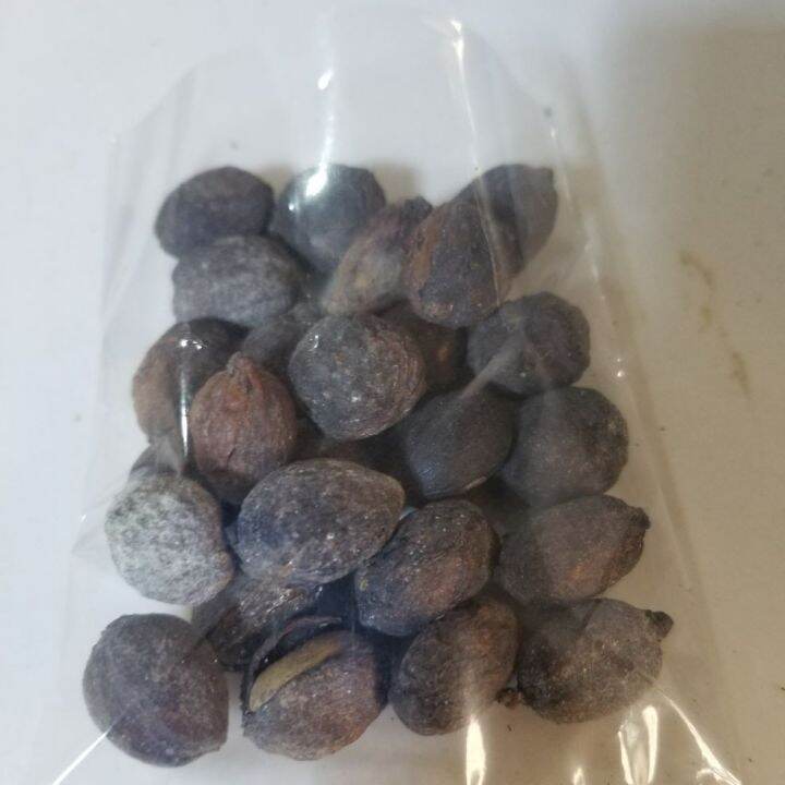 coffee barako seeds for planting...50pcs | Lazada PH