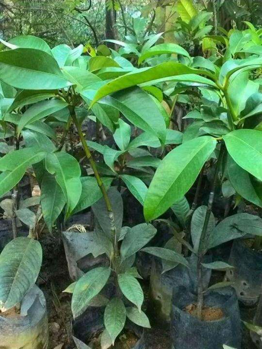 ANAK POKOK MANGGIS MESTA | Lazada