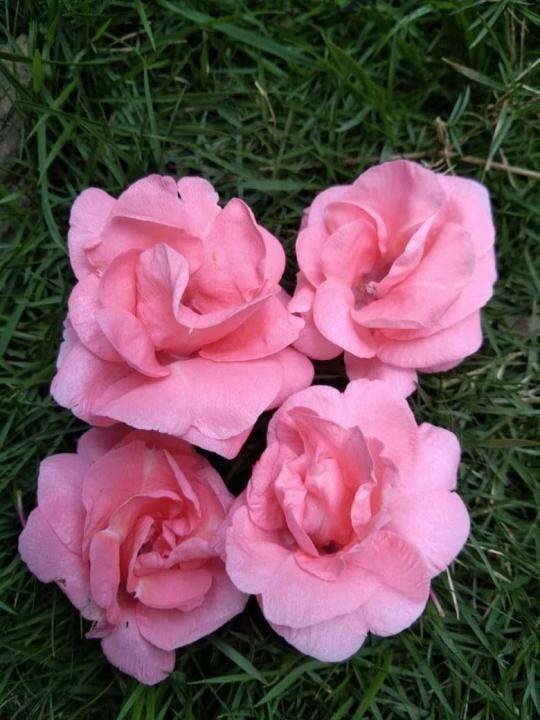 Rose Pink Kamantigi Balsam Double Petal 20 Seeds Binhi Pantanim Easy to ...