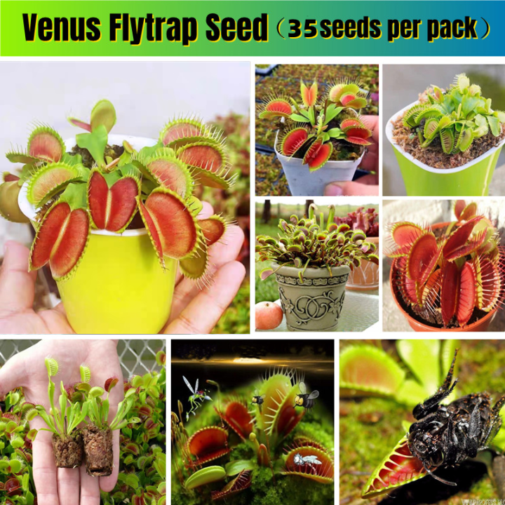 [Easy To Grow In The Philippines] 35pcs Venus Flytrap Plants Seeds for Sale Bonsai Seeds for ...