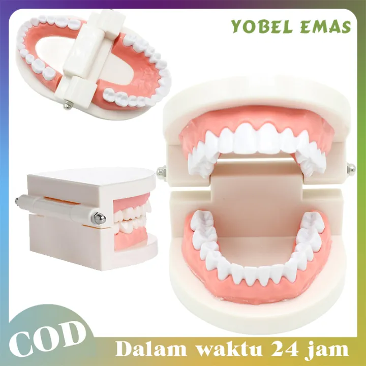 Peraga Gigi Phantom Gigi Patung Gigi Model Study Gigi Model Gigi ...