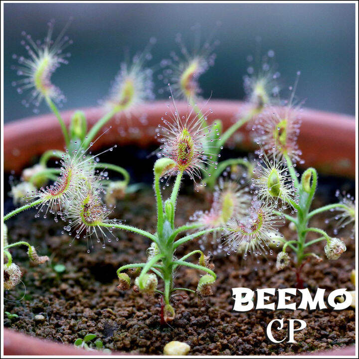 Drosera Scorpioides - Carnivorous Plant | Lazada