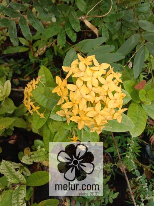MM-Yellow Ixora live plant / Anak pokok Siantan bunga Kuning | Lazada