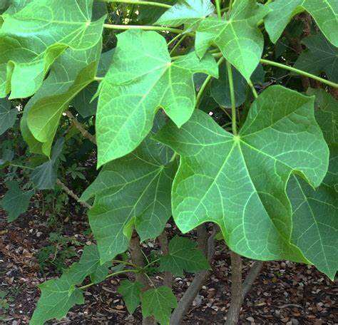 Daun jarak pagar segar 20 Lembar / daun jarak herbal 20 Lembar daun ...