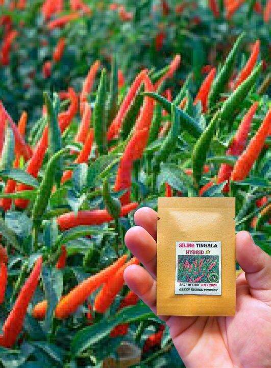 SILI SEEDS HYBRID TINGALA | Lazada PH