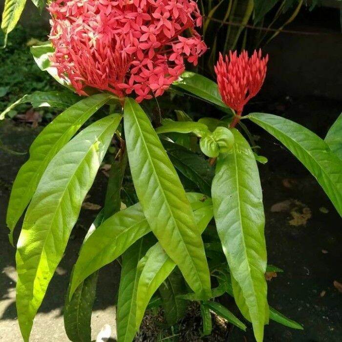 Tanaman hias pohon asoka king bunga merah daun panjang | Lazada Indonesia