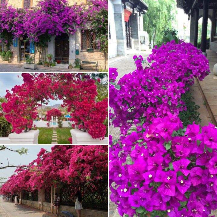 100pcs Beautiful Multi-Color Bougainvillea Seed Flower Seeds Pokok ...