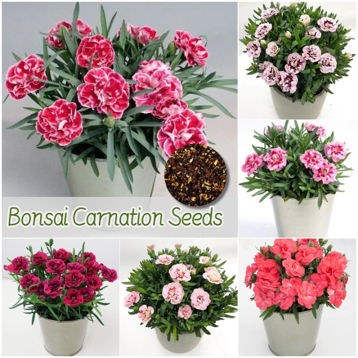 [Fast Germination] 150pcs Carnation Seed Flower Seeds for Gardening ...
