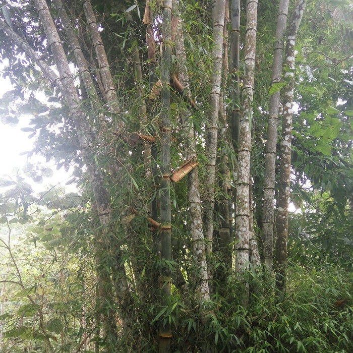 AKAR BAMBU PETUNG 1KG SEGAR | Lazada Indonesia
