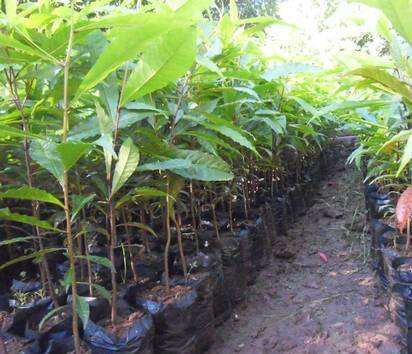 PAKET 5 Bibit Tanaman Pohon Kayu Jenitri / Genitri Super Siap Tanam ...