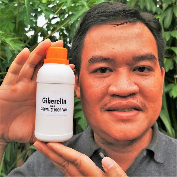 Hormon Tanaman Giberelin 300ml Pembungaan dan Pembuahan | Lazada Indonesia