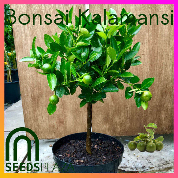 [SeedsPLAZA] Bonsai Kalamansi (5 Seeds) for Planting Vegetable Plants ...
