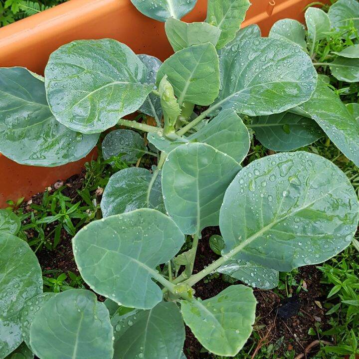 isi 150 Biji Benih Sayur KALE/ KAILAN Vegetable Seeds Kale (Kai Lan ...