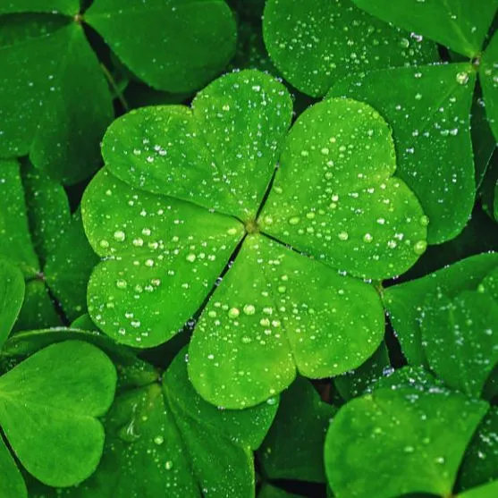 M&A PHC (100 seeds) Lucky Clover Plant/Four-leaf Clover Plant Seeds ...