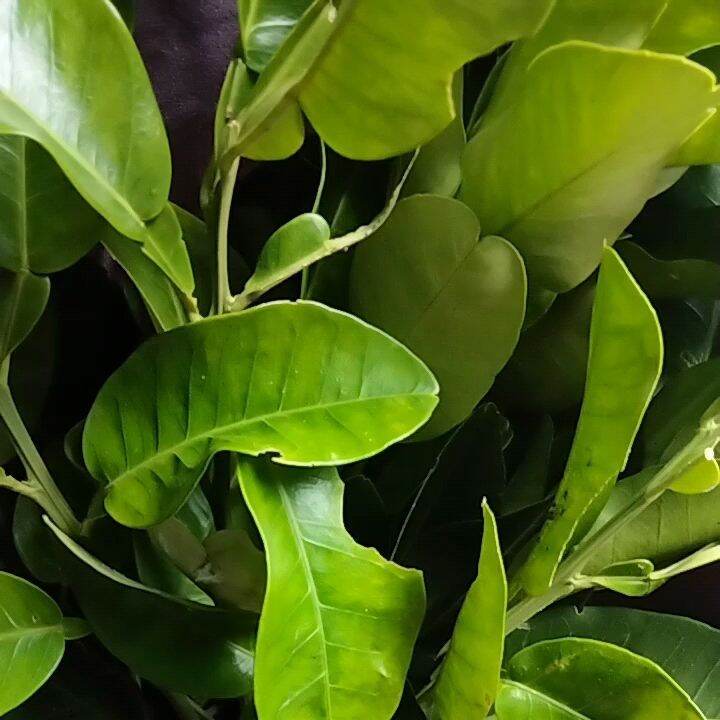 jual daun jeruk Bali segar 500 grm | Lazada Indonesia