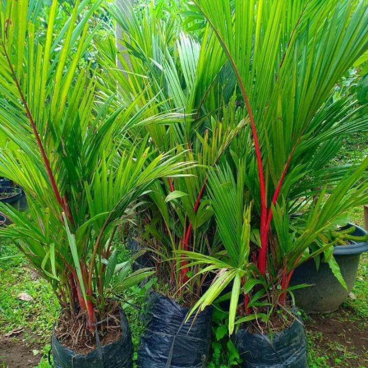 Tanaman hias palm merah tanaman palem merah pohon palm merah pohon ...