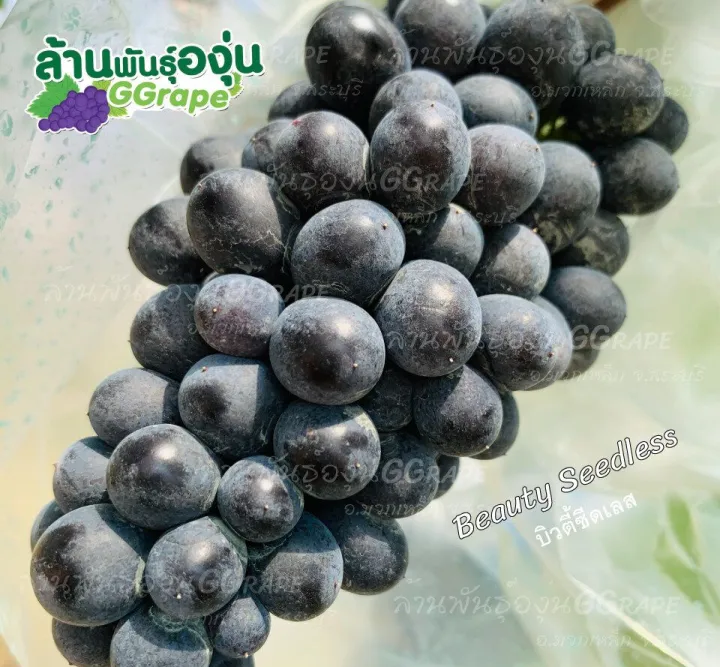 กิ่งพันธุ์องุ่น พันธุ์บิวตี้ ซีดเลส (Beauty Seedless) ไร้เมล็ด [10แถม1 ...