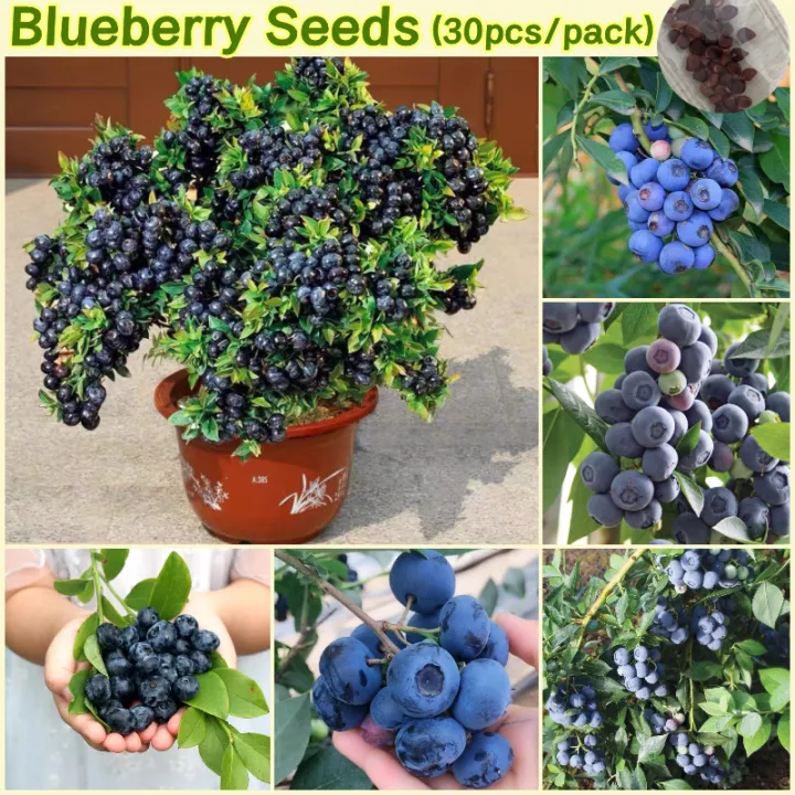 [Fast Germination] Fresh Blueberry Seed Fruit Seeds for Planting (30pcs ...