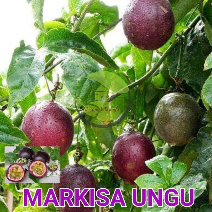 Benih Buah Markisa Ungu | Lazada Indonesia